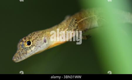 Anolis, Anole Lizard, Tropical Rainforest, Costa Rica, Central America ...