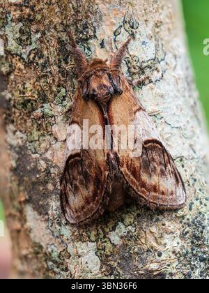 Notodonta ziczac, the pebble prominent moth, resting on a rotten log ...