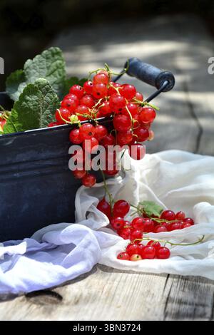 Red currants on a gray cloth background Stock Photo - Alamy