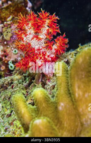 Multi-branched trees, Soft Coral, Bunaken National Marine Park, Bunaken ...