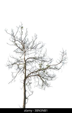 Wooden stem without bark Stock Photo - Alamy