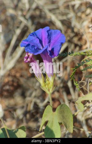 Ipomoea indica known as blue or oceanblue morning glory, koali awa, and ...