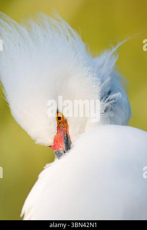 Snowy Egret preening, Florida Stock Photo - Alamy