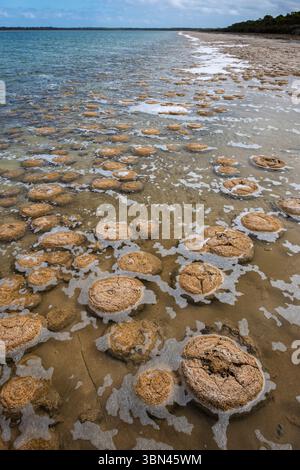 Lake Clifton Thrombolites - Western Australia Stock Photo - Alamy