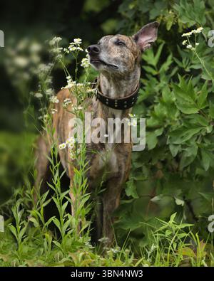 Portrait of brindle colored greyhound outdoor Stock Photo - Alamy