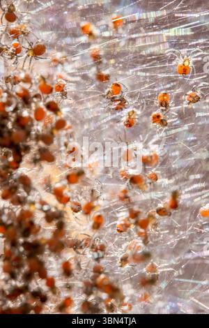 This image shows the remarkable maternal web structure of a female ...