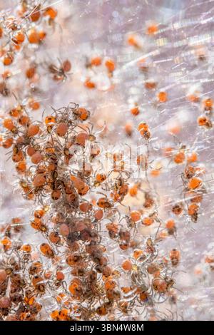 This image shows the remarkable maternal web structure of a female ...