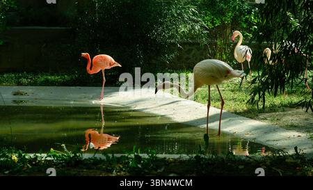 A group of flamingos under the sunlight Stock Photo - Alamy