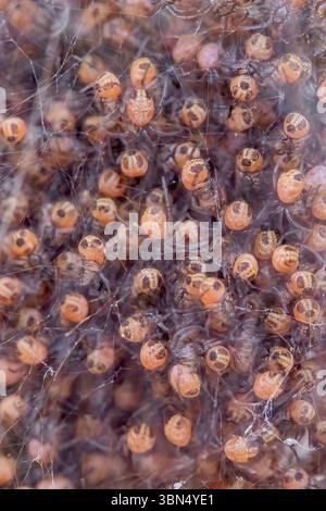 This image shows the remarkable maternal web structure of a female ...