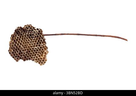 real beehive isolated on white Stock Photo - Alamy