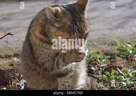 Cat Paw in Sunlight Stock Photo - Alamy