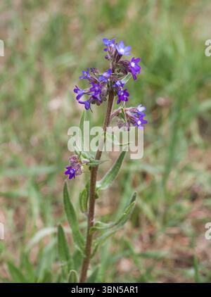 common alkanet (Anchusa officinalis Stock Photo - Alamy