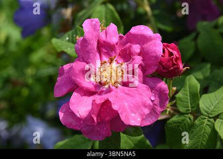Pink rosa gallica in bloom on a stem seen up close Stock Photo - Alamy