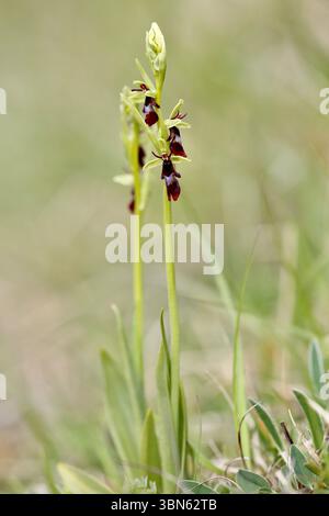 Ophrys insectifera, the fly orchid - a sexually deceptive flower that ...