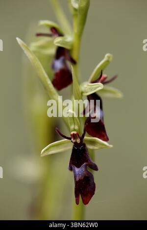 Ophrys insectifera, the fly orchid - a sexually deceptive flower that ...