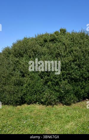 Phillyrea angustifolia shrub close up Stock Photo - Alamy