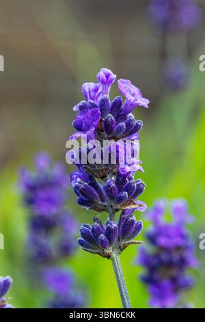 Common or English Lanender, Lavandula angustifolia, coming into flower ...