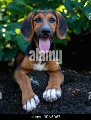 Two playful puppies resting under fig tree in summer shade Stock Photo ...