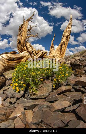 Dead Great Basin Bristlecone Pine, Pinue longaeva, Ancient Bristlecone ...