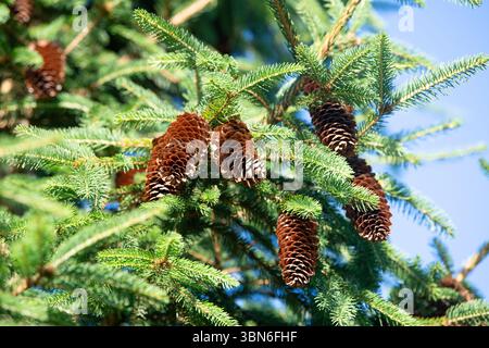 Picea abies, european spruce, downhanging branchlets, large cones ...