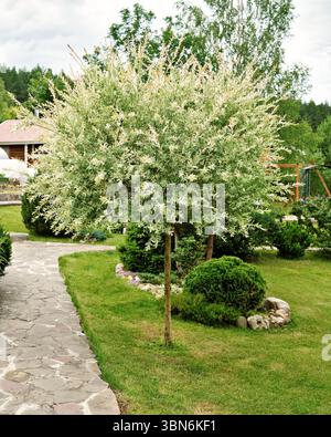 Japanese dappled willow Hakuro-Nishiki in landscaped garden. Willow ...