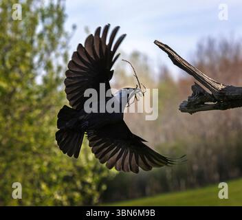 Jackdaw nesting in attic UK Stock Photo - Alamy