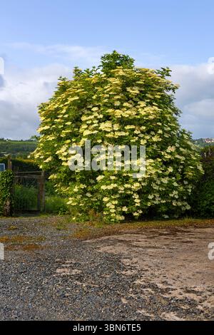 Elder tree (Sambucus nigra Stock Photo - Alamy