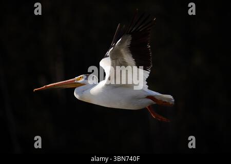 The American White Pelican flying over the Mississippi River Stock ...