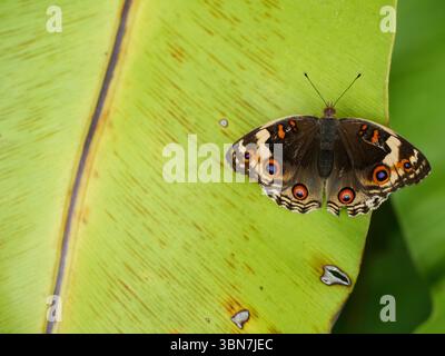 A blue pansy butterfly on a plant Stock Photo - Alamy