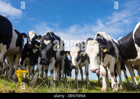 A group of cows grazing on a grassy hill near the seashore in Tarifa ...