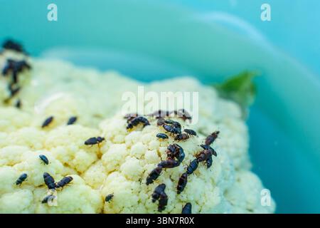 Cauliflower with beetle pests close up. Cauliflower inflorescence and a ...
