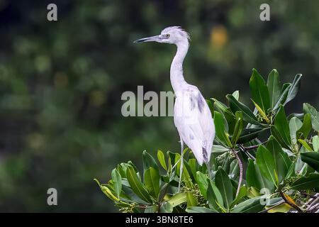 Snowy Egret, mangrove, Barra de Santiago estuary, Ahuachapan Department ...