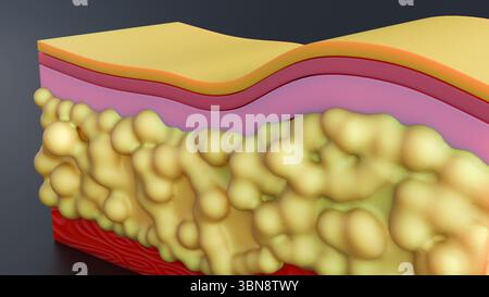 Section of the skin, texture of the skin of a human body, anatomy. 3d ...