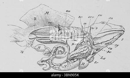 Internal anatomy of frog, dissected with its internal organs hanging ...
