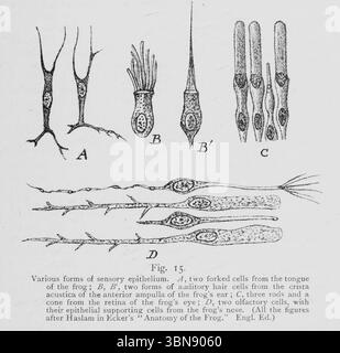 A scientific diagram from *The Anatomy of the Frog*, showing detailed ...