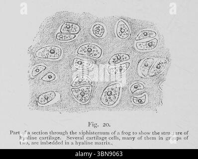 A scientific diagram from *The Anatomy of the Frog*, showing detailed ...