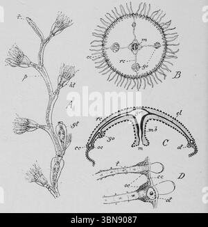 This diagram is part of a study on the comparative anatomy of ...