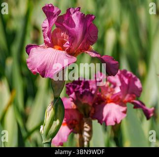 . Blooming irises against a soft background in red, white and blue ...