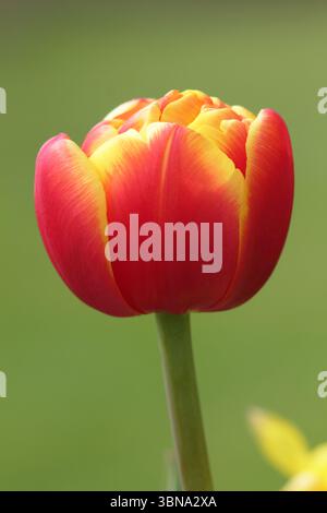 Peony-flowered Double Early tulips (Tulipa) Pink Prize bloom in a ...