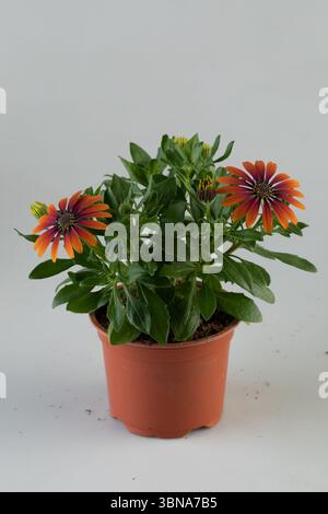 Osteospermum African Daisy fresh flowers in pots isolated nature ...