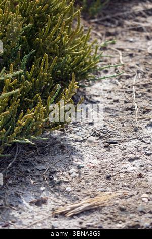 Pebbles and leaves scattered on the ground in a city park background ...