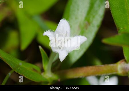 Virginia Buttonweed, Diodia virginiana Stock Photo - Alamy