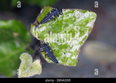 Early instar (larval stage) of a seven-spot Ladybird / Ladybug ...
