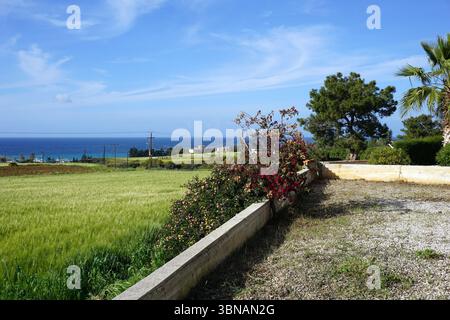Blue ocean stretches beyond tree trunks and branches, with ripples and ...