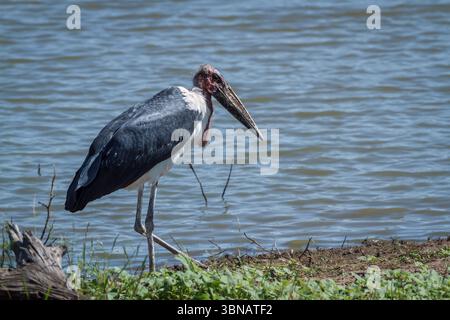 Marabou stork walking Stock Photo - Alamy