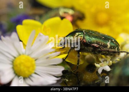 golden beetles feeding on flower pollen Cetonia aurata golden scarab ...