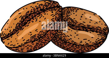 brew cofeee bean sketch hand drawn vector Stock Vector Image & Art - Alamy
