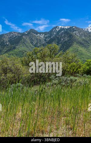 Sullivan peak from Dimple dell park, Salt Lake City Utah USA Stock ...