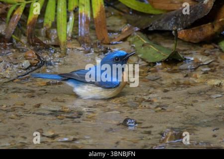 blue-throated blue flycatcher (Cyornis rubeculoides) at Dosdewa ...