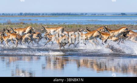 Red Lechwe in Chobe River Chobe National Park Botswana Southern Africa ...